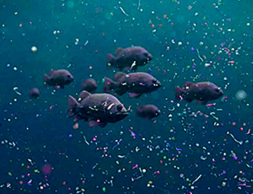 Mind Control Breakthrough: Caltech’s Pioneering Ultrasound Brain ...